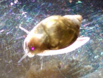 FAQs on Freshwater Aquarium Snail Identification